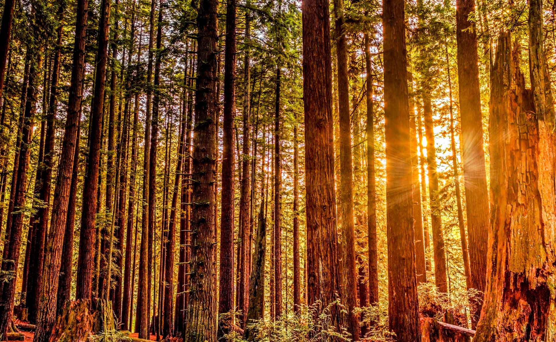 A Visit to the Redwood National Forest - Krueger Architects